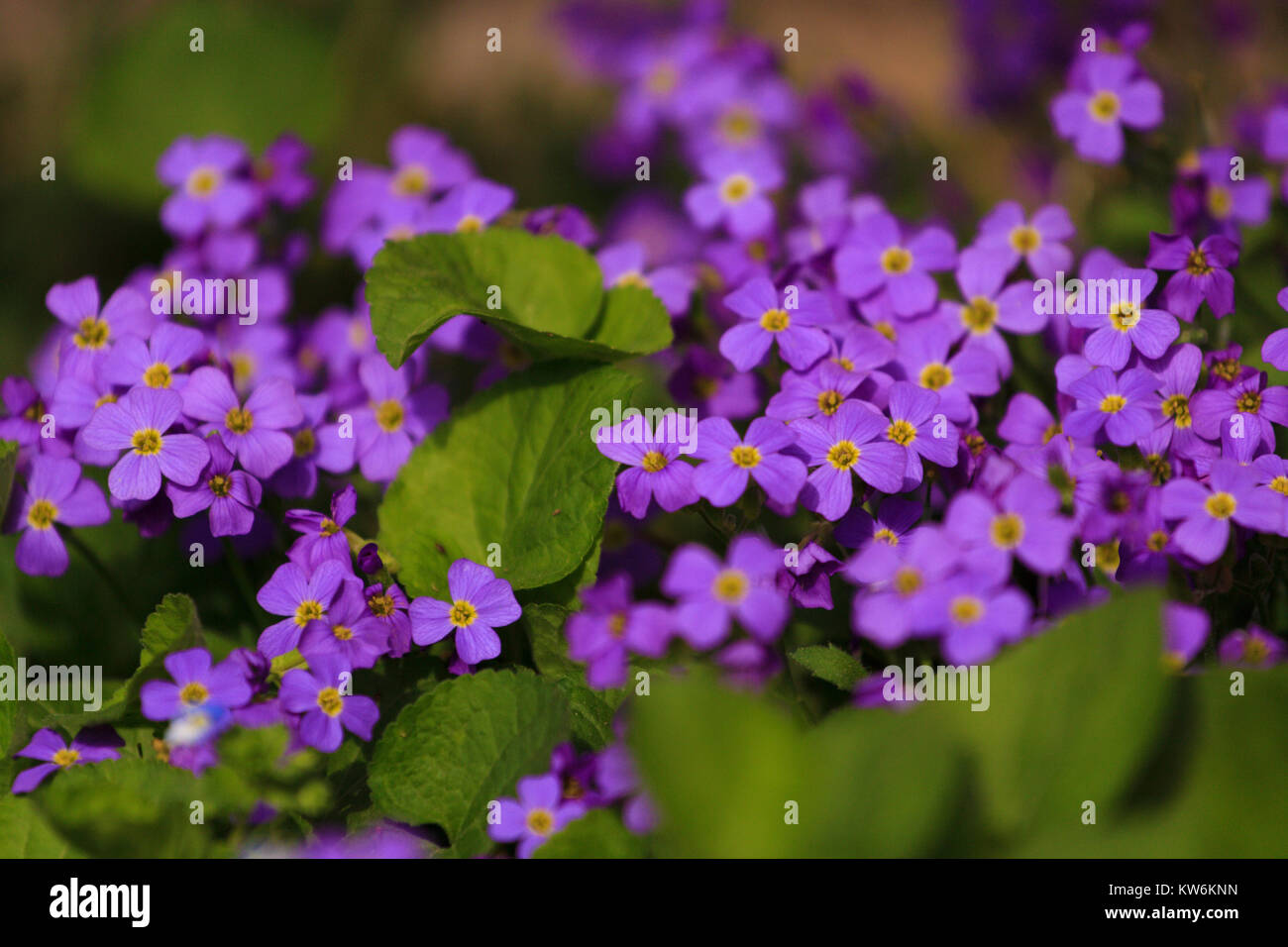 Purple spring's flower Stock Photo - Alamy