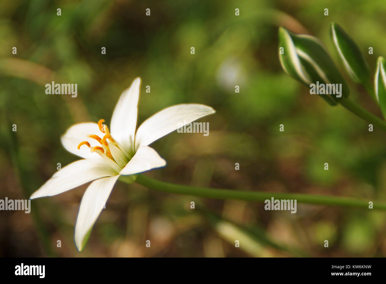 White spring's flower Stock Photo - Alamy