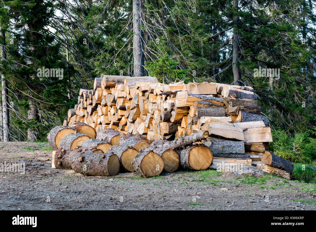 Chopped logs stacked in a pile near the forest (Ukraine, Carpathians ...