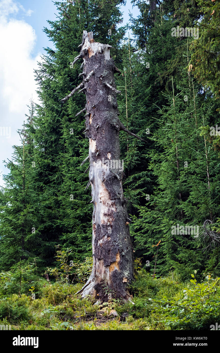 Dry very old and broken spruce tree with peeling bark (Ukraine ...