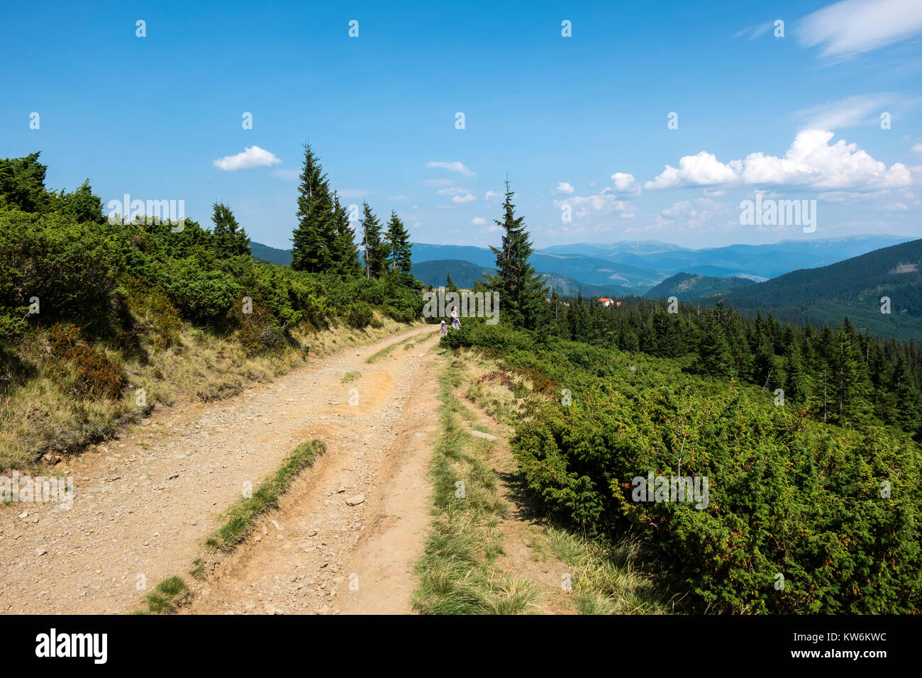 Mountain path leading to polonina Dragobrat (Ukraine, Carpathians ...