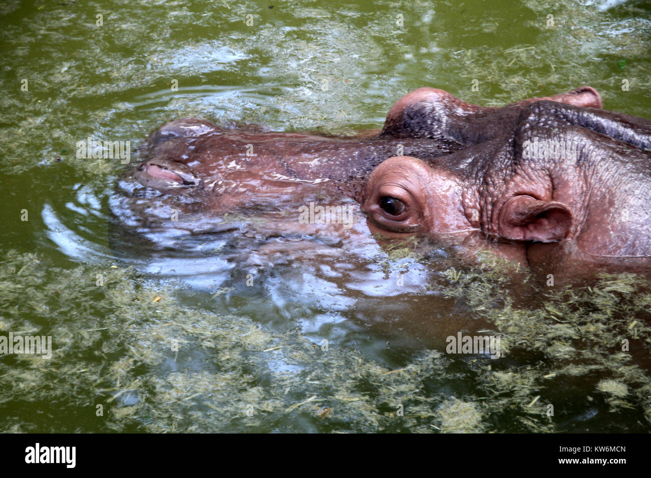 Big hippopotamus head in the water of pond Stock Photo - Alamy