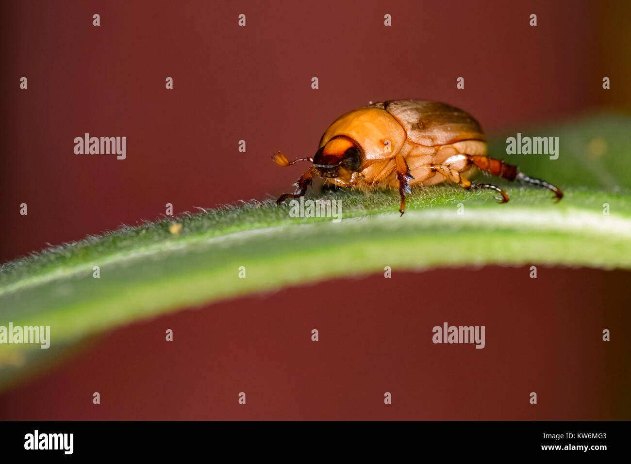 Green june beetles hi-res stock photography and images - Alamy
