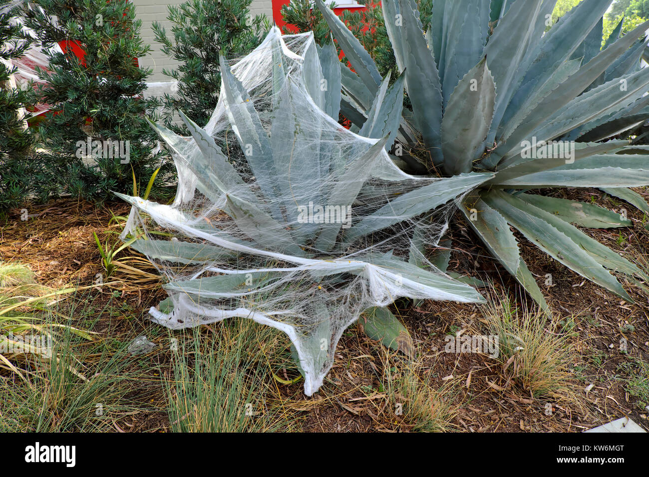 Artificial fibre cobweb or spiderweb material draped over garden plants ...