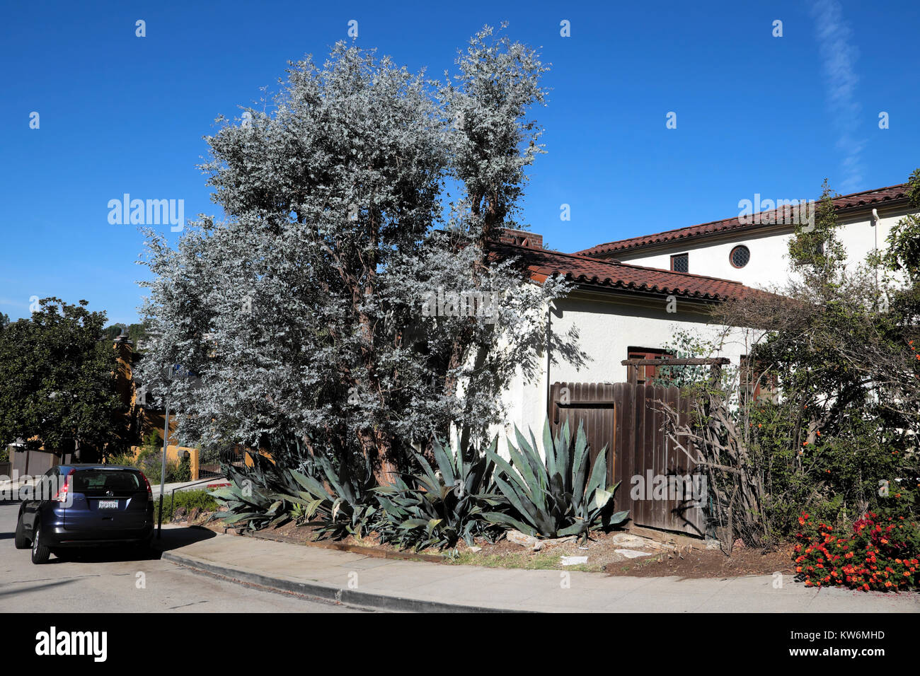 Agave plants hi-res stock photography and images - Alamy