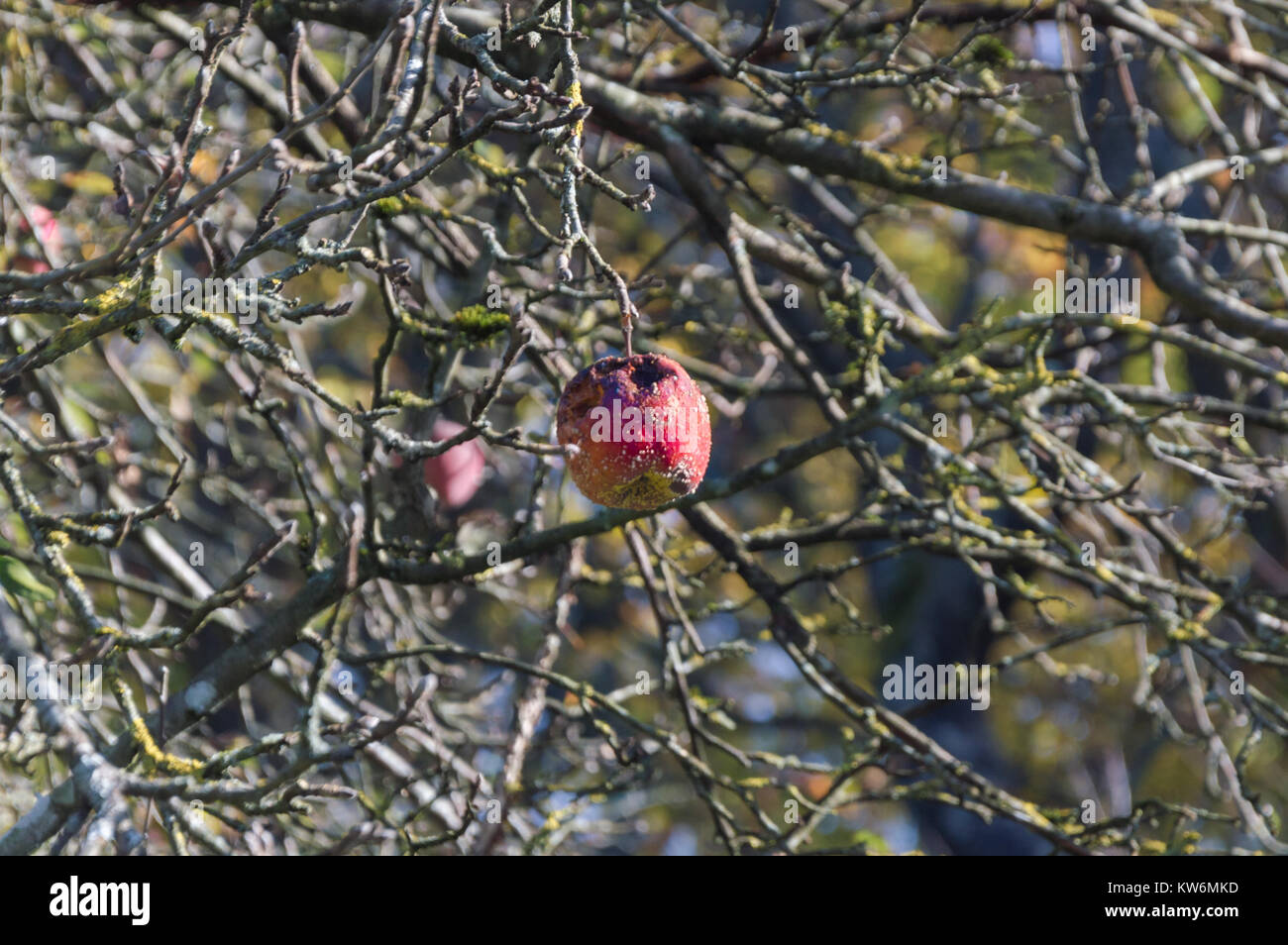 Rotting apple hanging on tree Stock Photo - Alamy