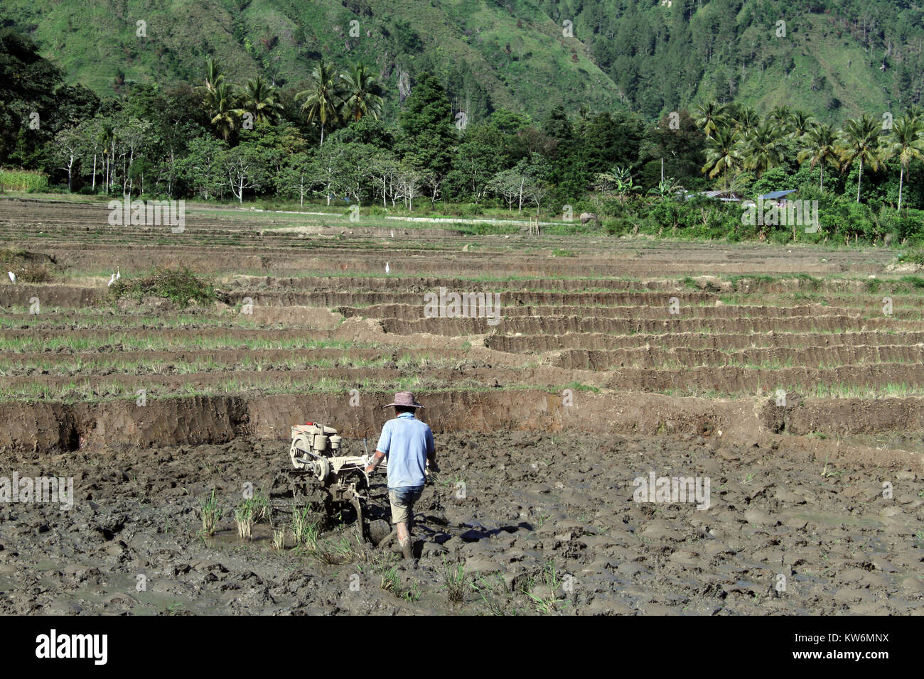 Rice field in indonesia hi-res stock photography and images - Alamy