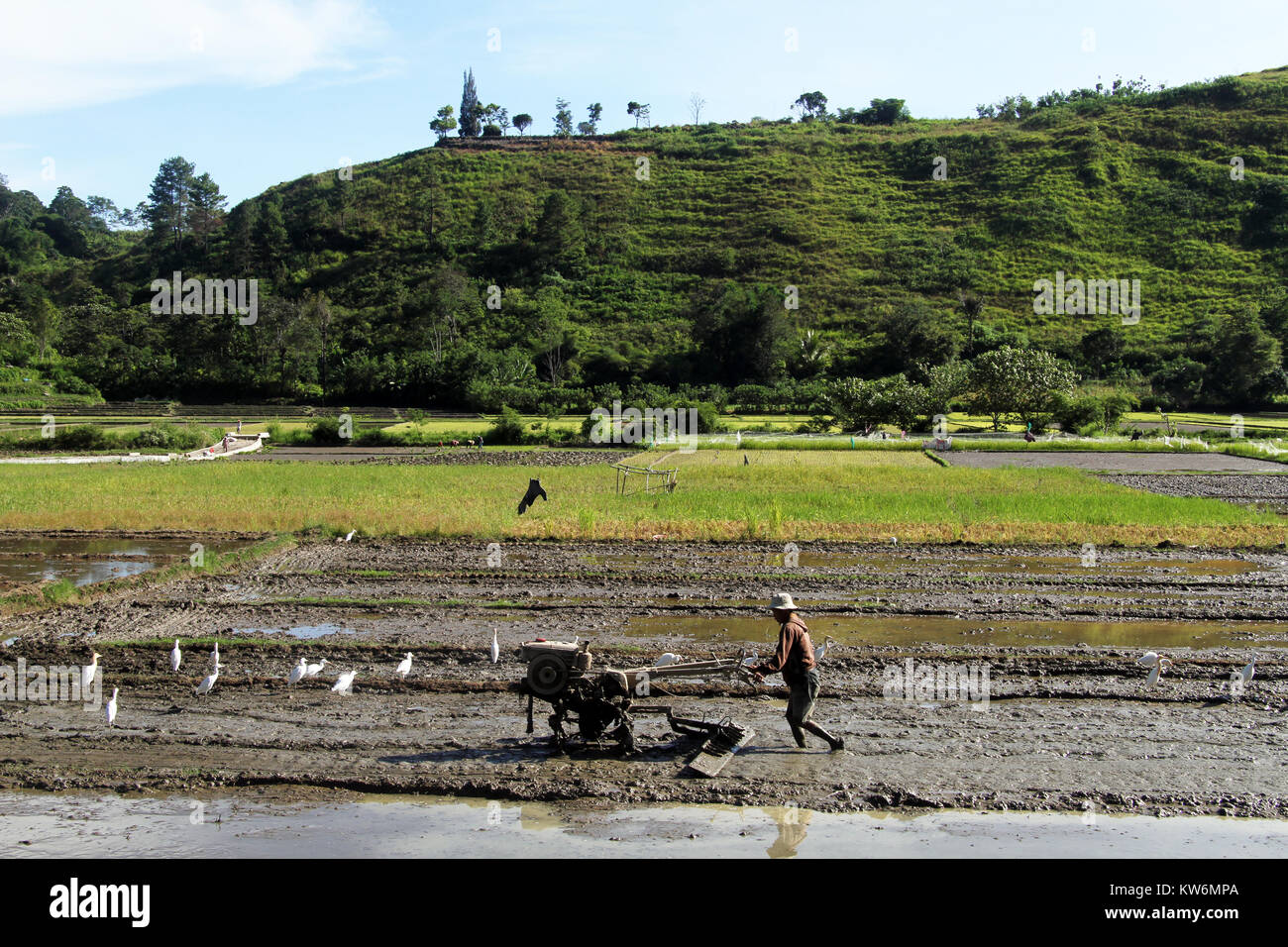 Man with manual tracktor on the rice field in Indonesia Stock Photo - Alamy