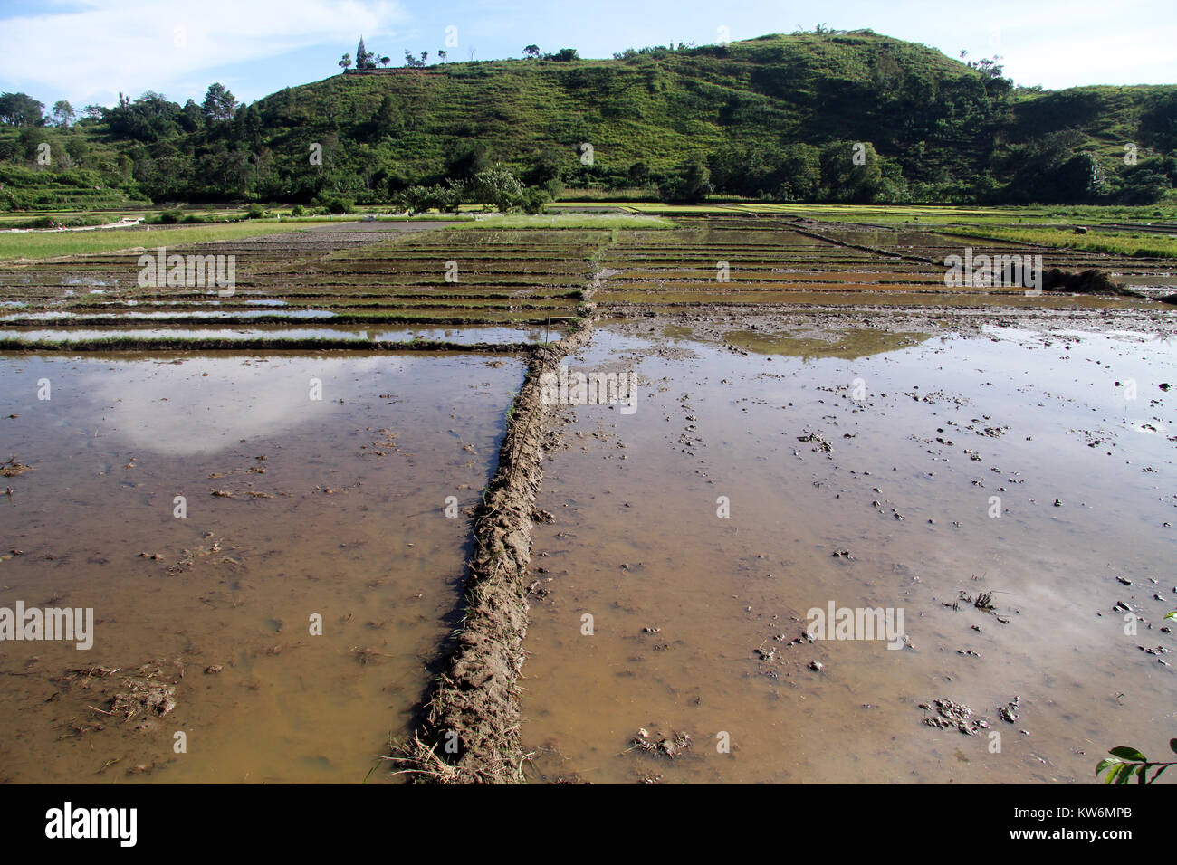 Water on the rice field near village, Indonesia Stock Photo - Alamy