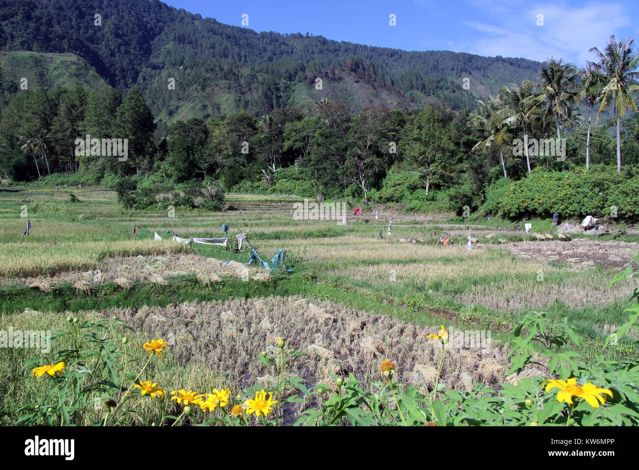 Harvest on the rice field near mount on the Samosir island, Indonesia ...