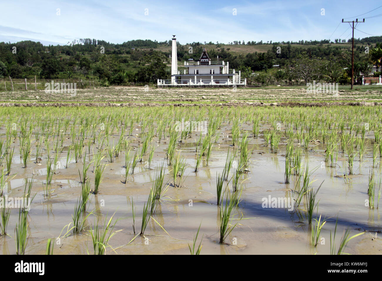 New green rice on the field and batak grave in Samosir island ...