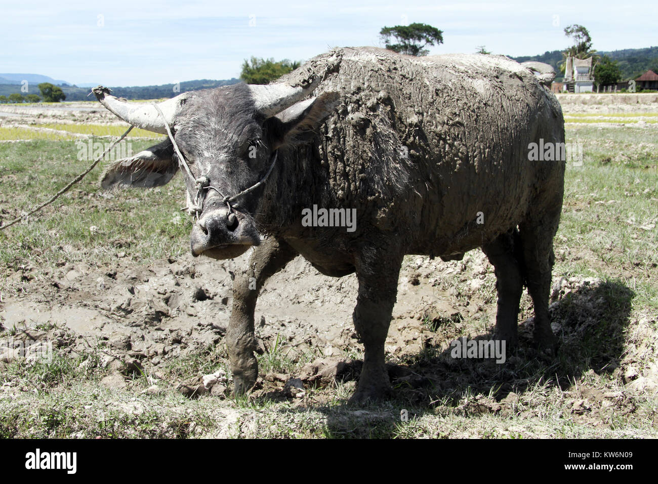 Big dirty ox with horns on the field, Indonesia Stock Photo - Alamy