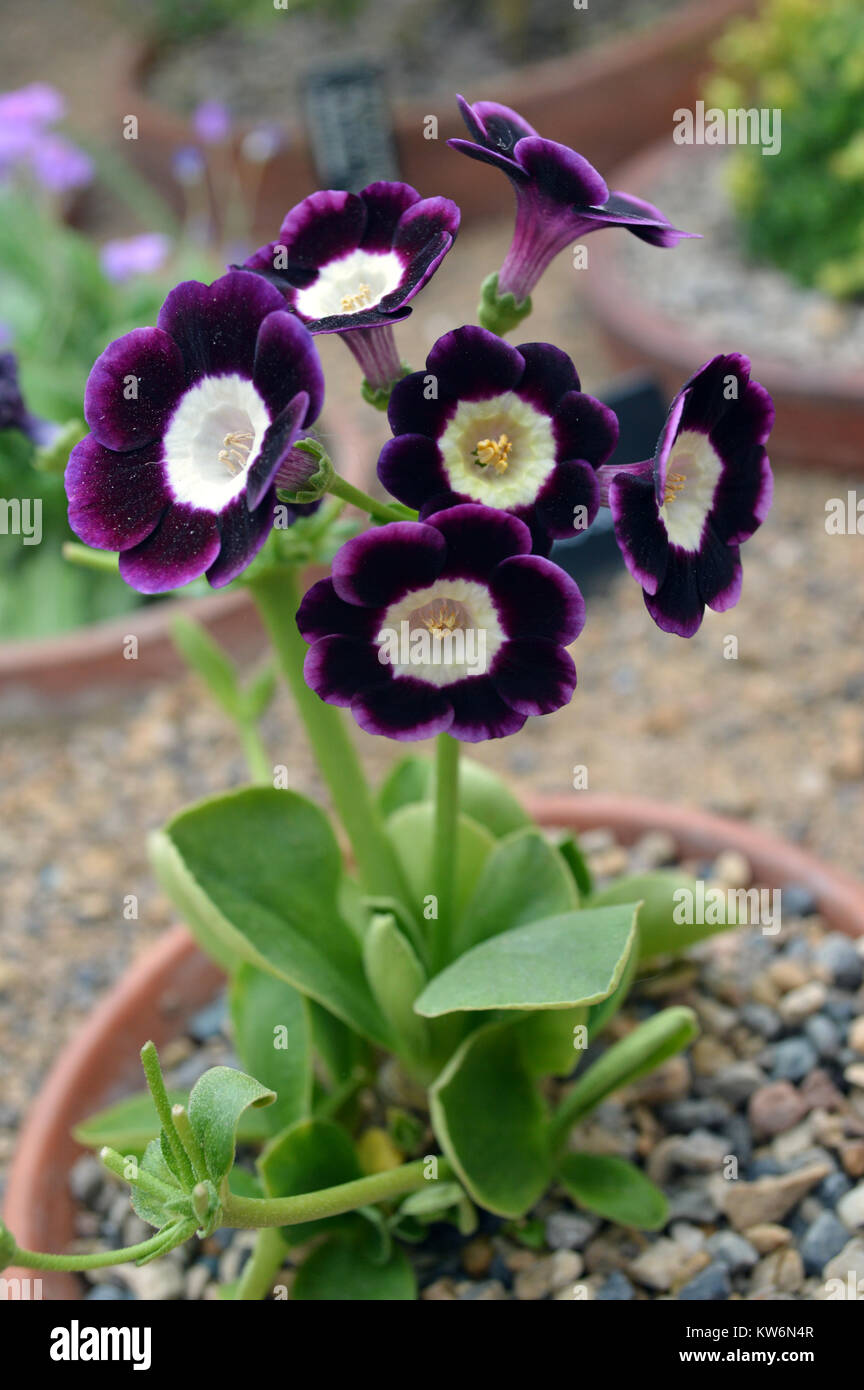 Primrose in pot High Resolution Stock Photography and Images - Alamy