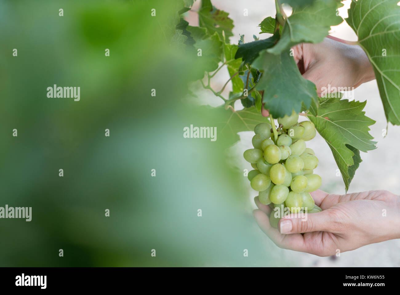 Grapes in Vineyard in Summer Time Bozcaada in Canakkale Turkey 2017 ...