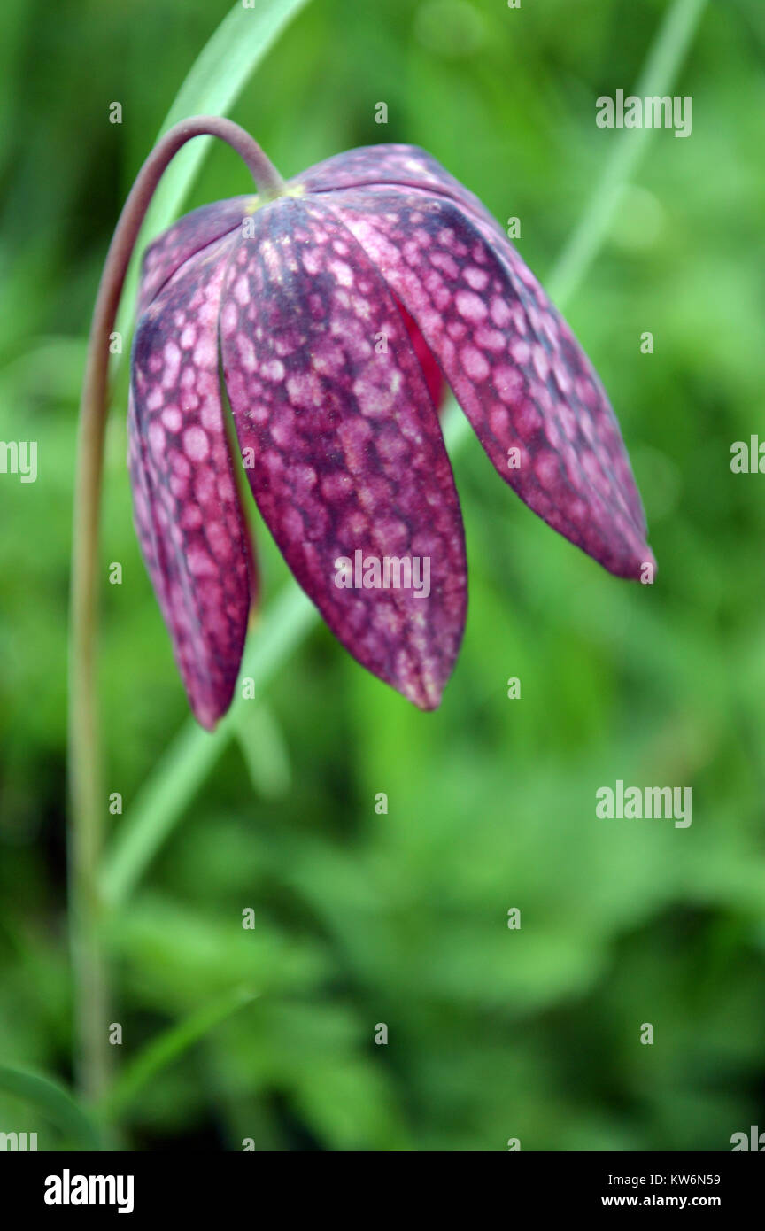 Drooping Tulip High Resolution Stock Photography and Images - Alamy