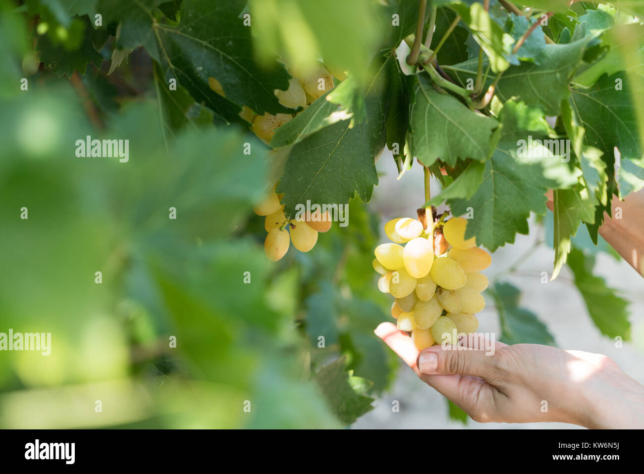 Grapes harvest woman turkey hi-res stock photography and images - Alamy