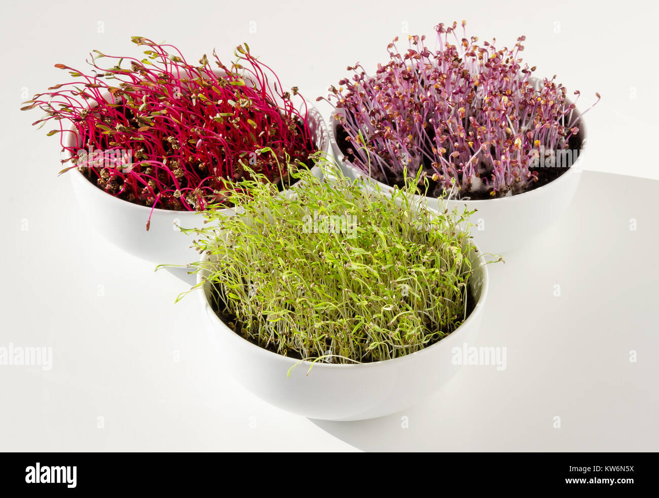 Microgreens in white bowls, front view. Red beetroot, red cabbage and ...
