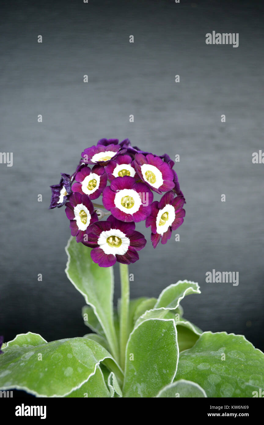Primrose, Primula auricular (Hybrid) on Display in the Alpine ...