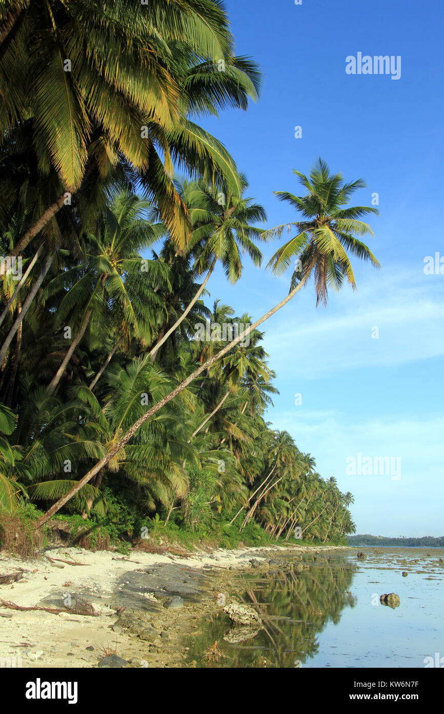 Nias hi-res stock photography and images - Alamy
