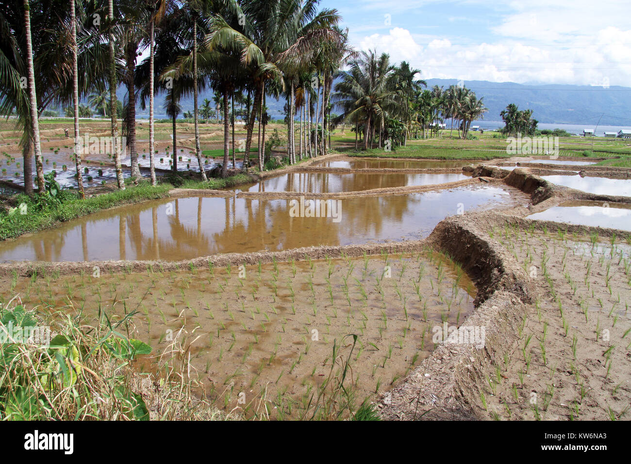 Rice field near lake Maninjau in Indonesia Stock Photo - Alamy