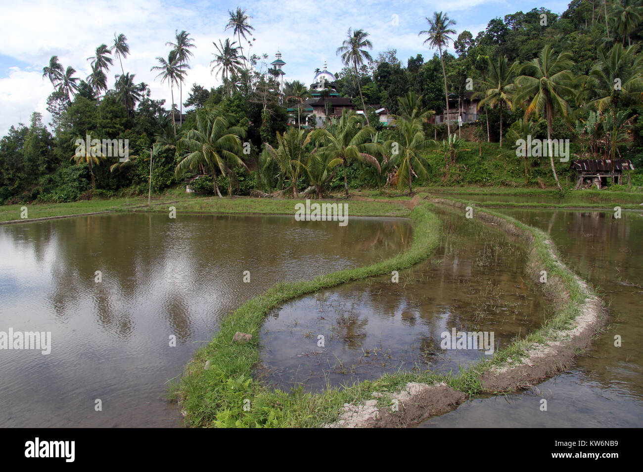 Paddy Rice Field Of Sumatera High Resolution Stock Photography and ...