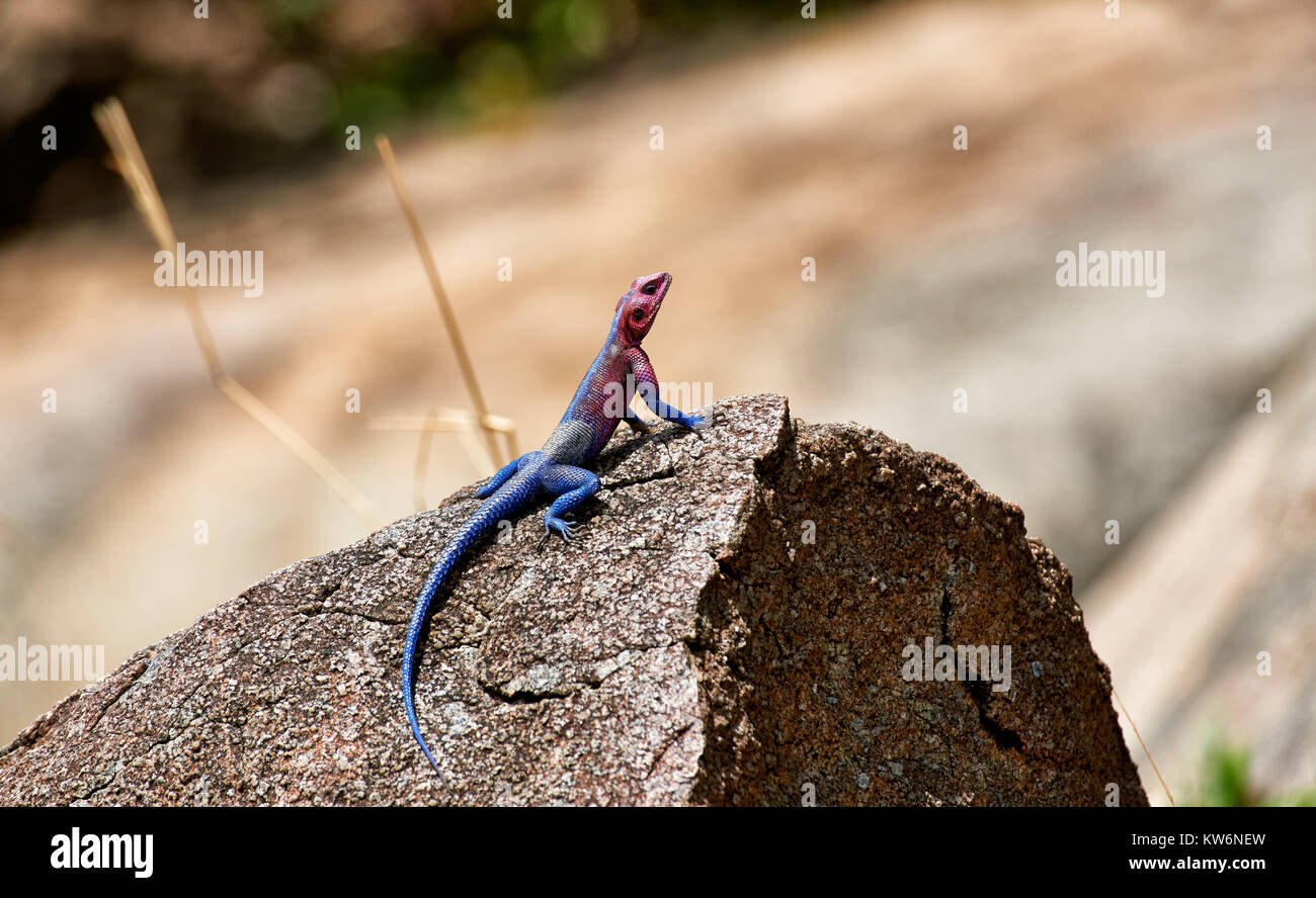 Mwanza flat-headed rock agama or Spider-Man agama, Agama mwanzae ...
