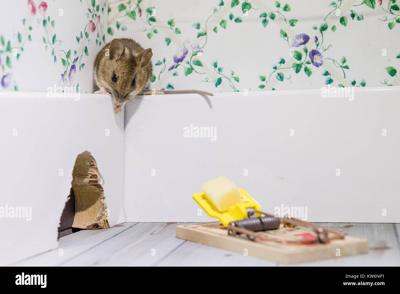 Domestic setting hi-res stock photography and images - Alamy