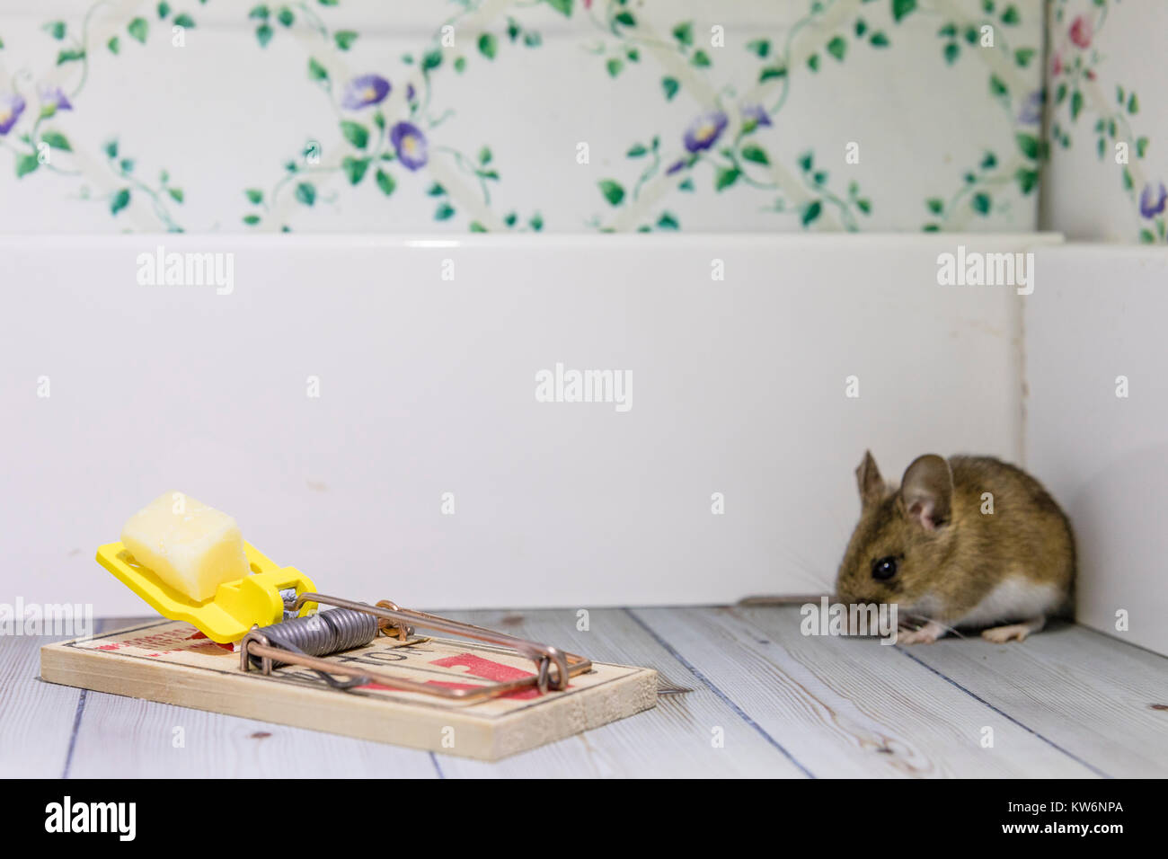 A mouse in an indoor domestic setting Stock Photo - Alamy