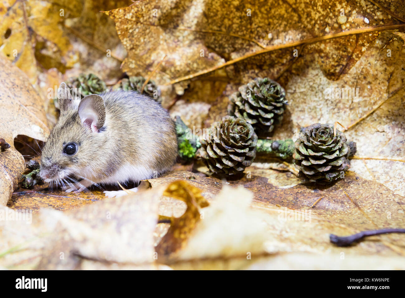A wood mouse in an autumn forest floor setting (studio shot Stock Photo ...