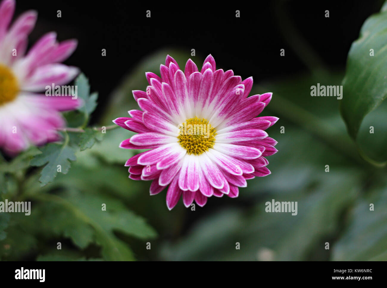 Radiant Pink Flower Stock Photo - Alamy