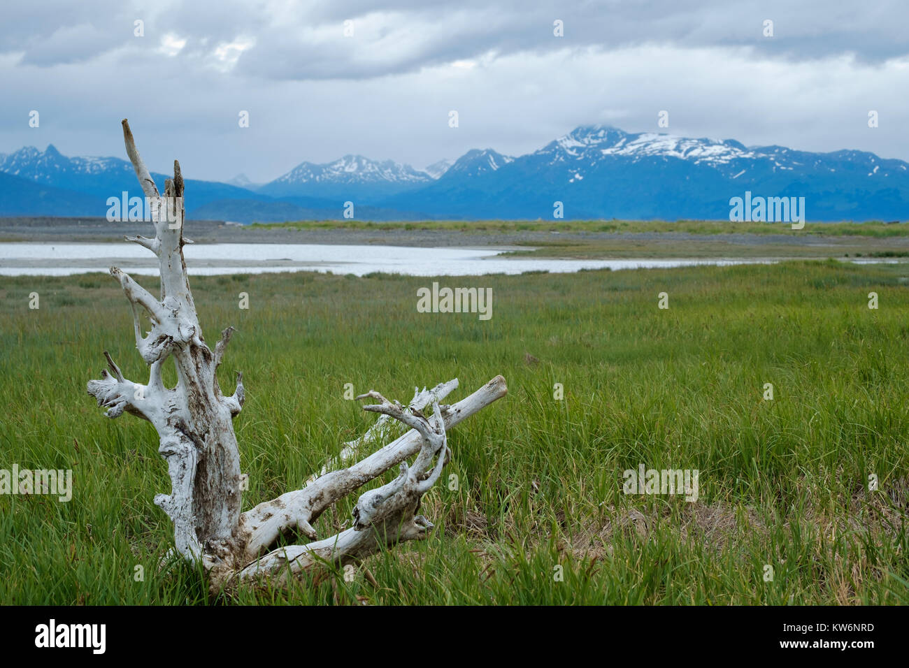 Rotten tree city hi-res stock photography and images - Alamy