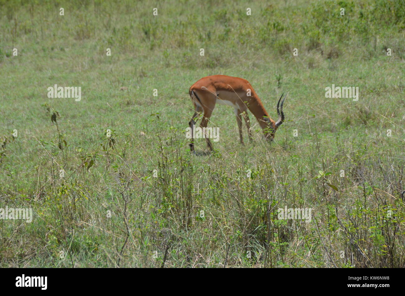 Impala at Lake Nakuru National Park in Kenya Stock Photo - Alamy