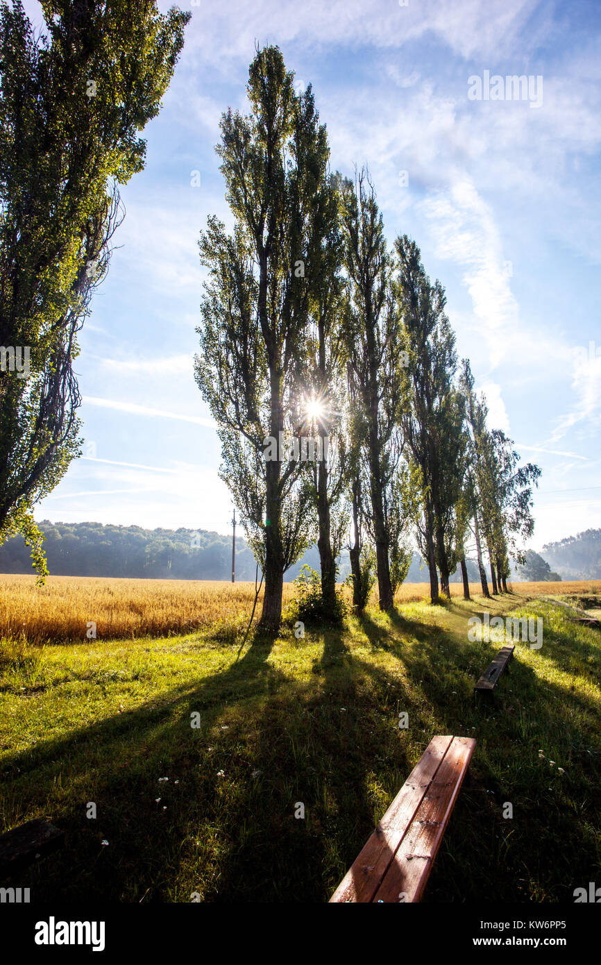 Black poplar populus nigra trees hi-res stock photography and images ...