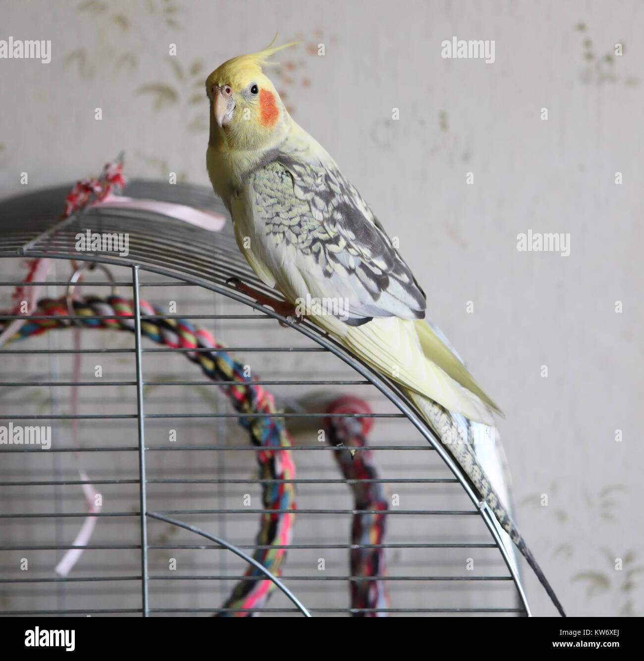 Portrait of Cockatiel close-up (Nymphicus hollandicus Stock Photo - Alamy