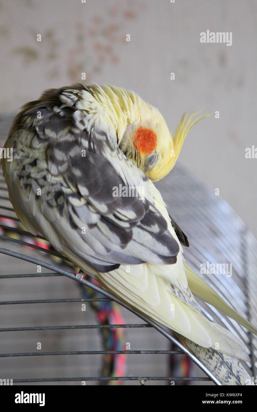 Cockatiel - Nymphicus hollandicus cleans feathers close-up Stock Photo ...