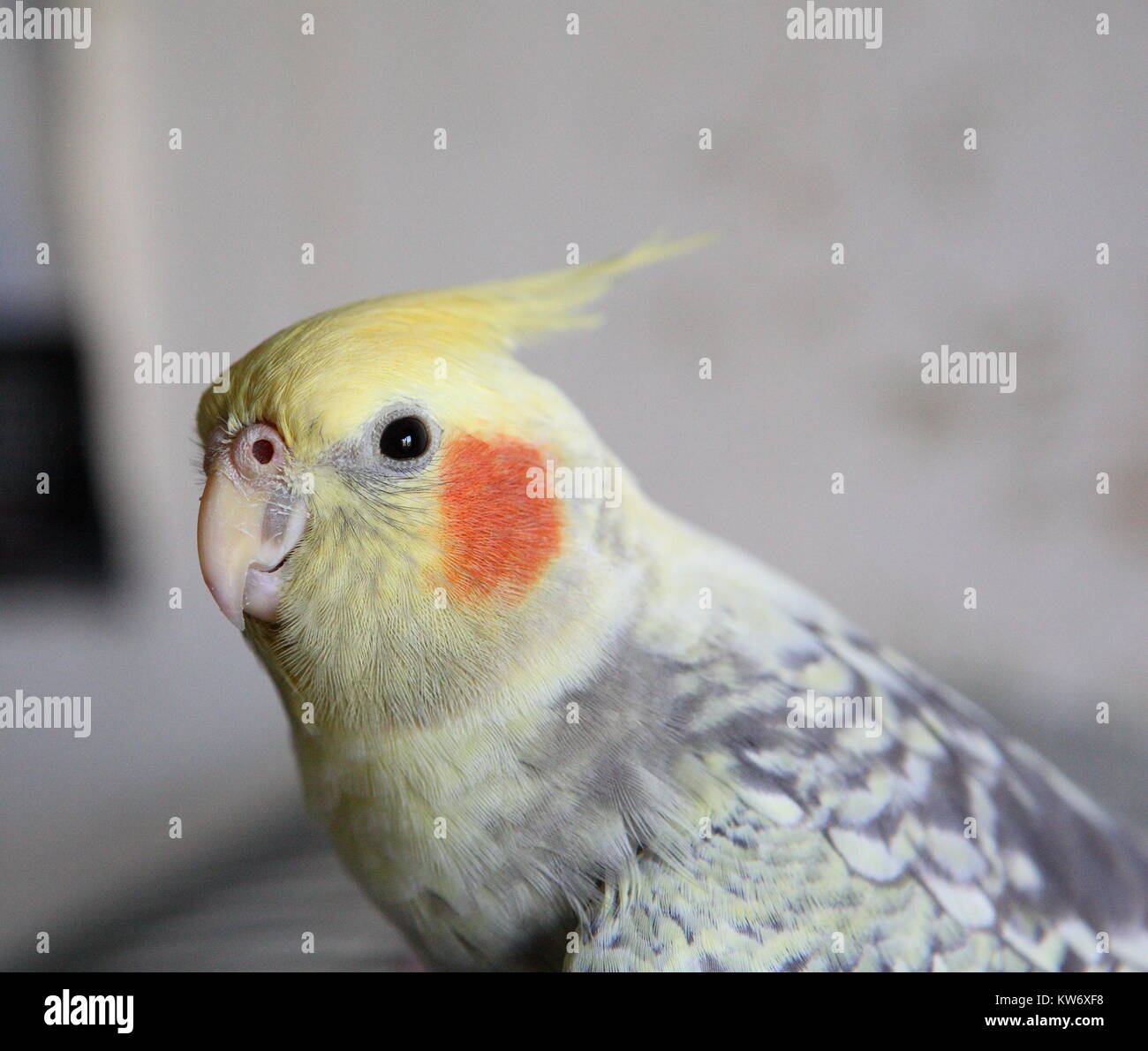 Portrait of Cockatiel close-up (Nymphicus hollandicus Stock Photo - Alamy