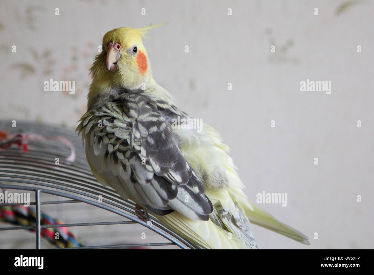 Portrait of Cockatiel close-up (Nymphicus hollandicus Stock Photo - Alamy