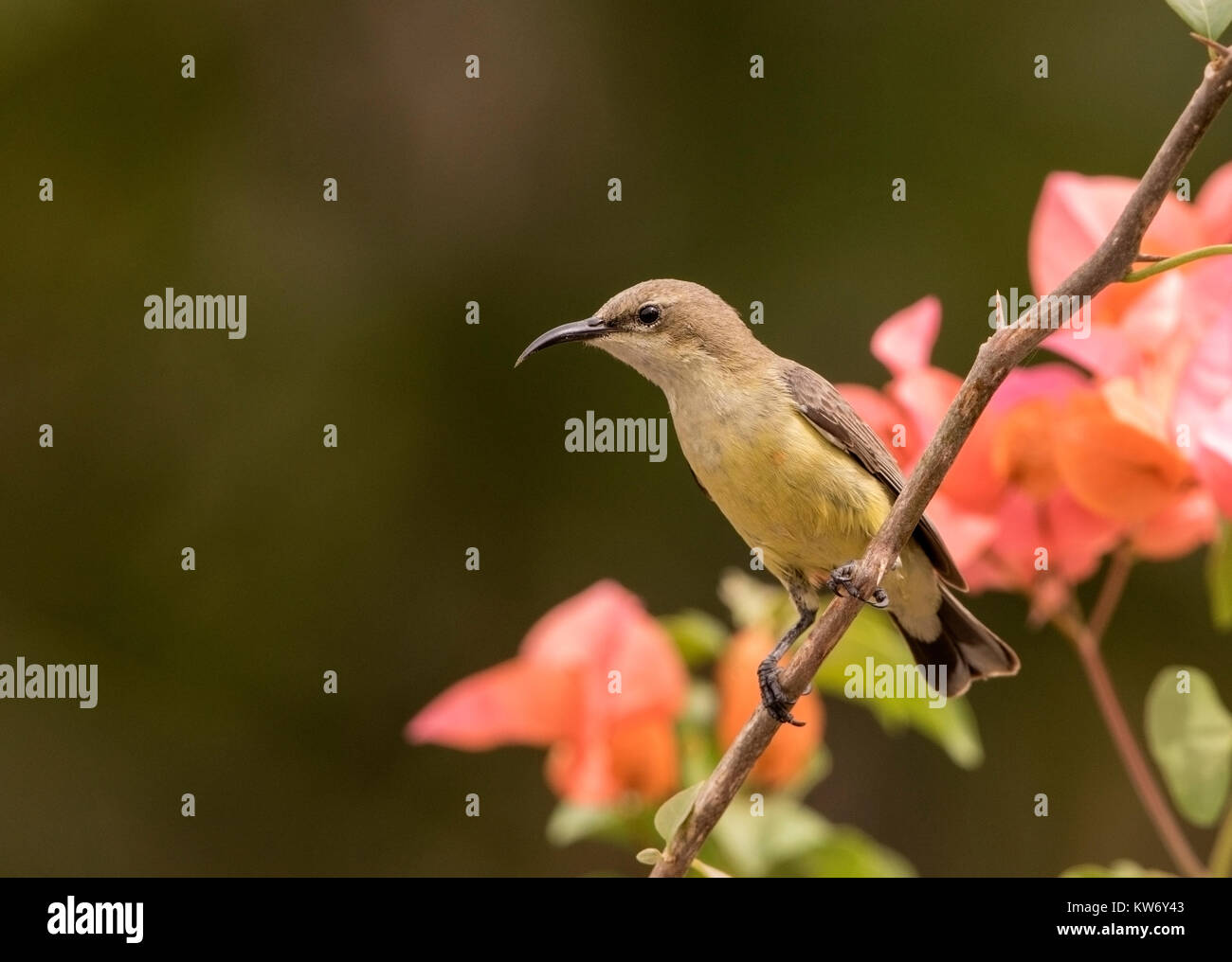 Beautiful sunbird hi-res stock photography and images - Alamy
