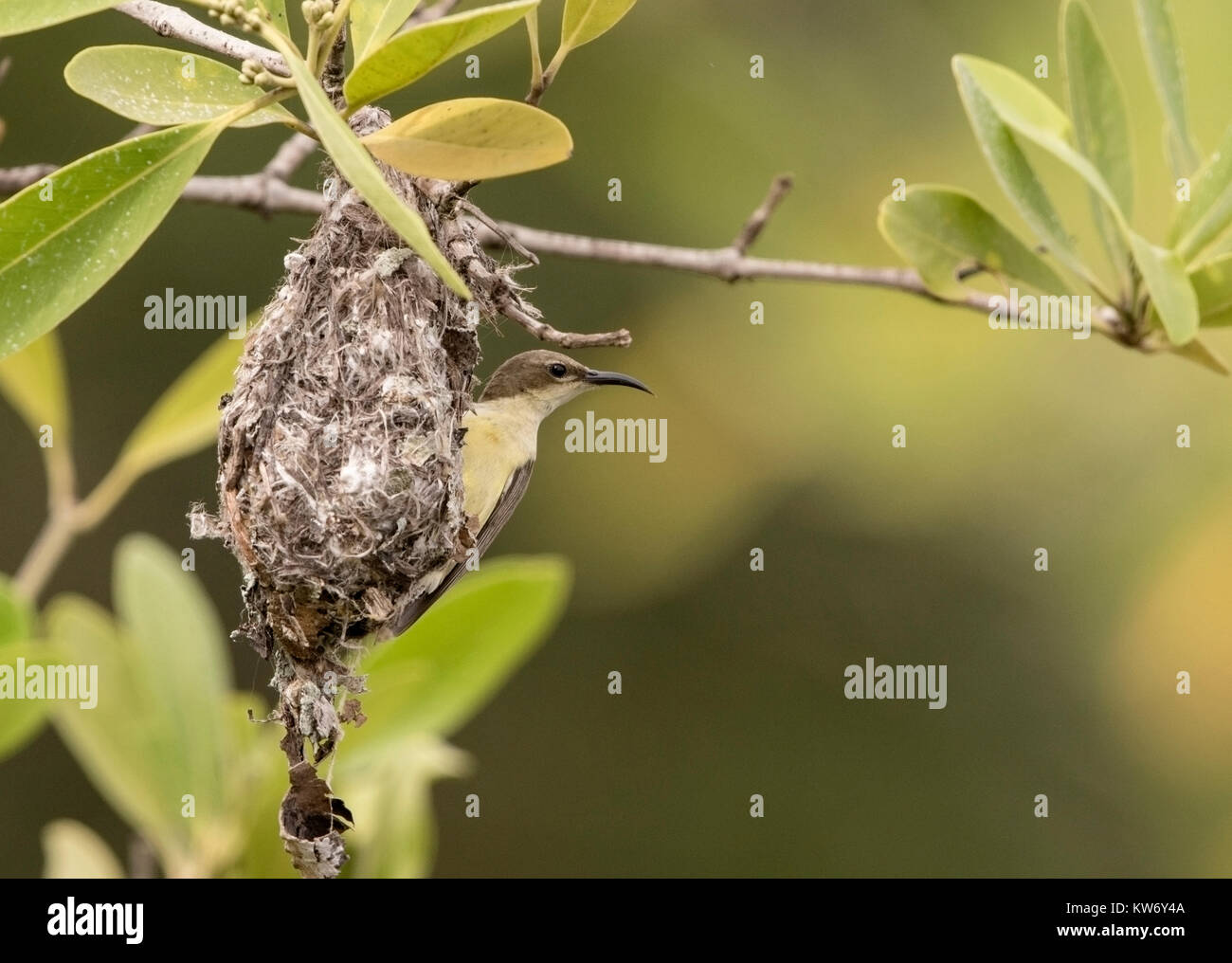 Female sunbird nest hi-res stock photography and images - Alamy