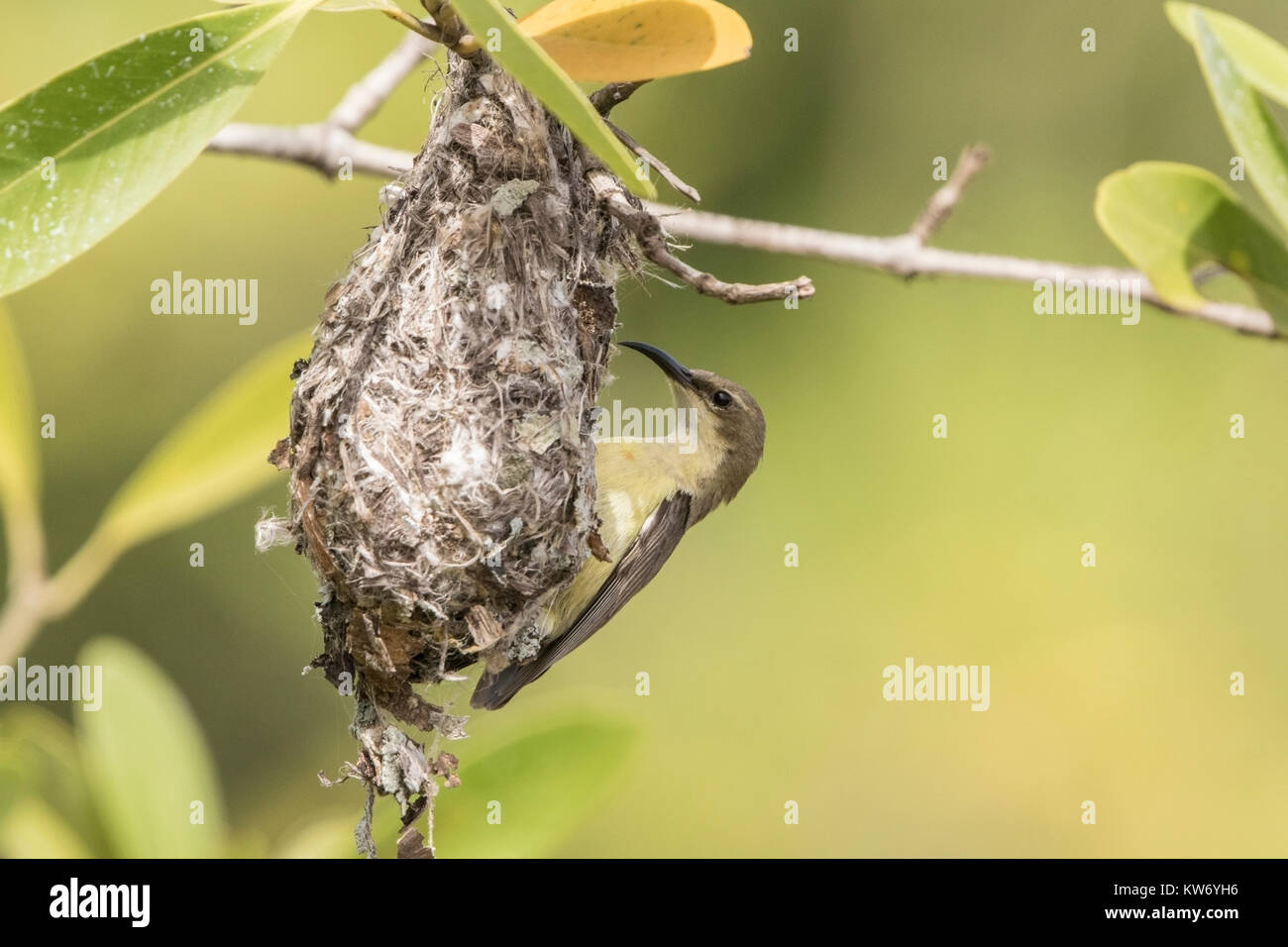 beautiful sunbird Cinnyris pulchella adult female at nest in woodland ...