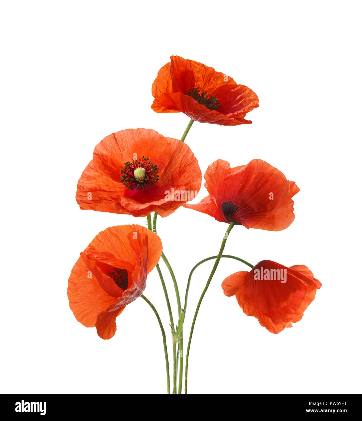Five red poppies isolated on white background Stock Photo - Alamy