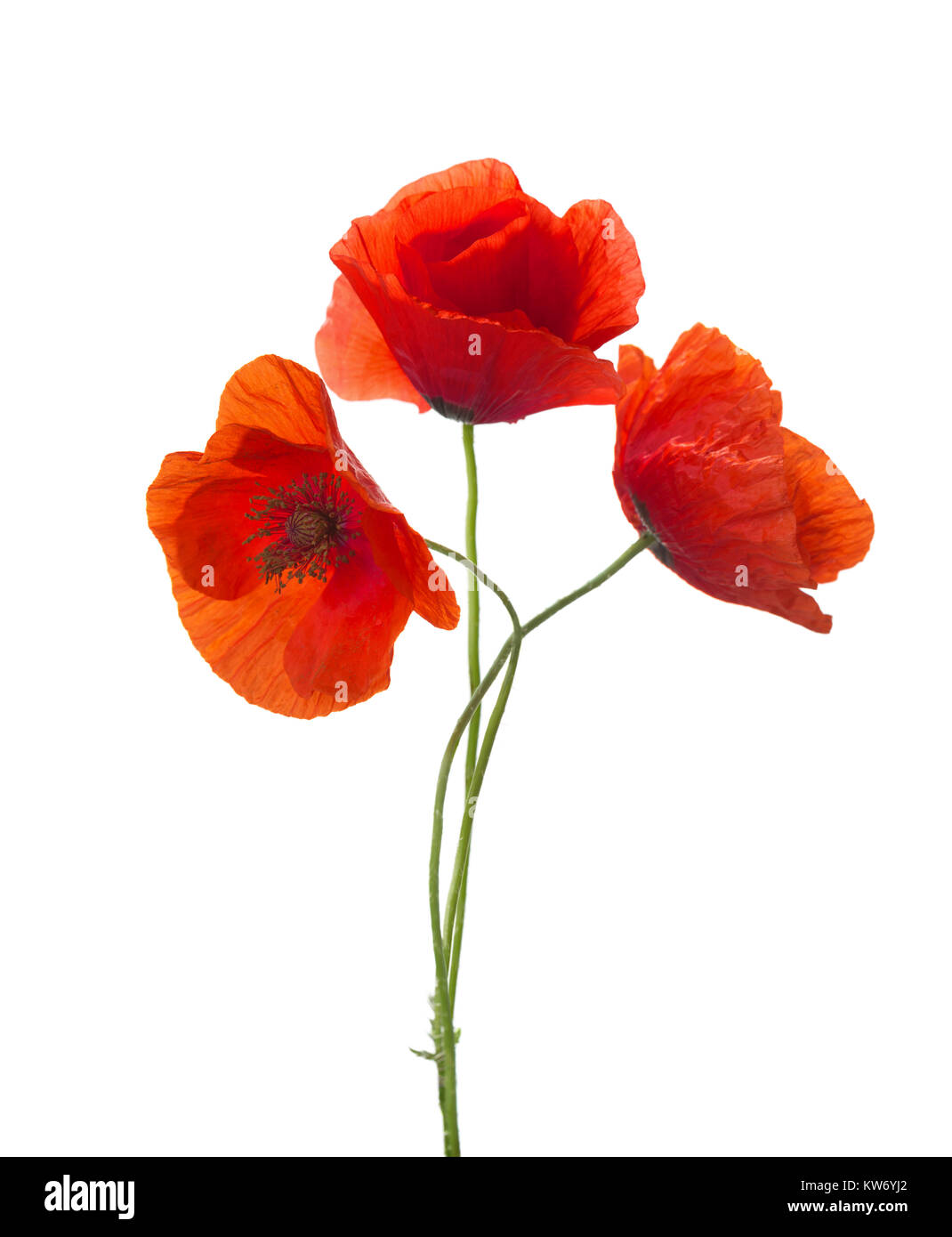 Three red poppies isolated on white background Stock Photo - Alamy