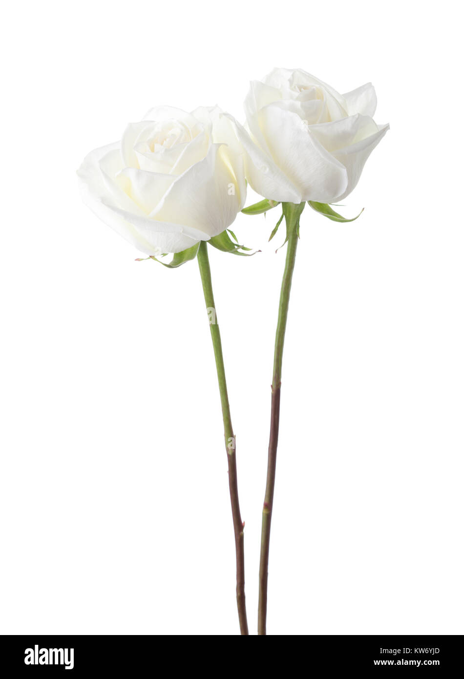Two white roses isolated on white background Stock Photo - Alamy