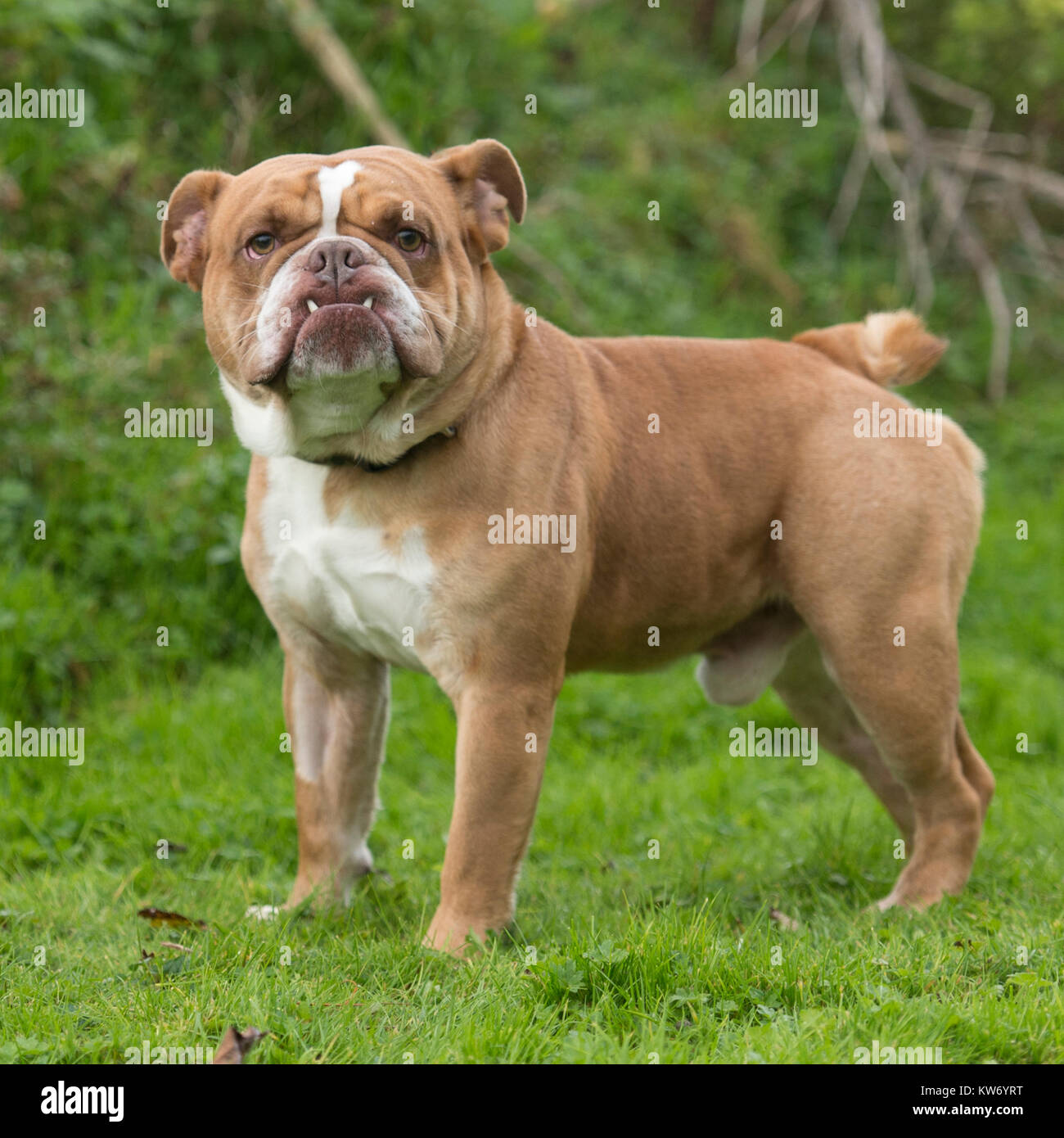 badly bred buldog Stock Photo - Alamy