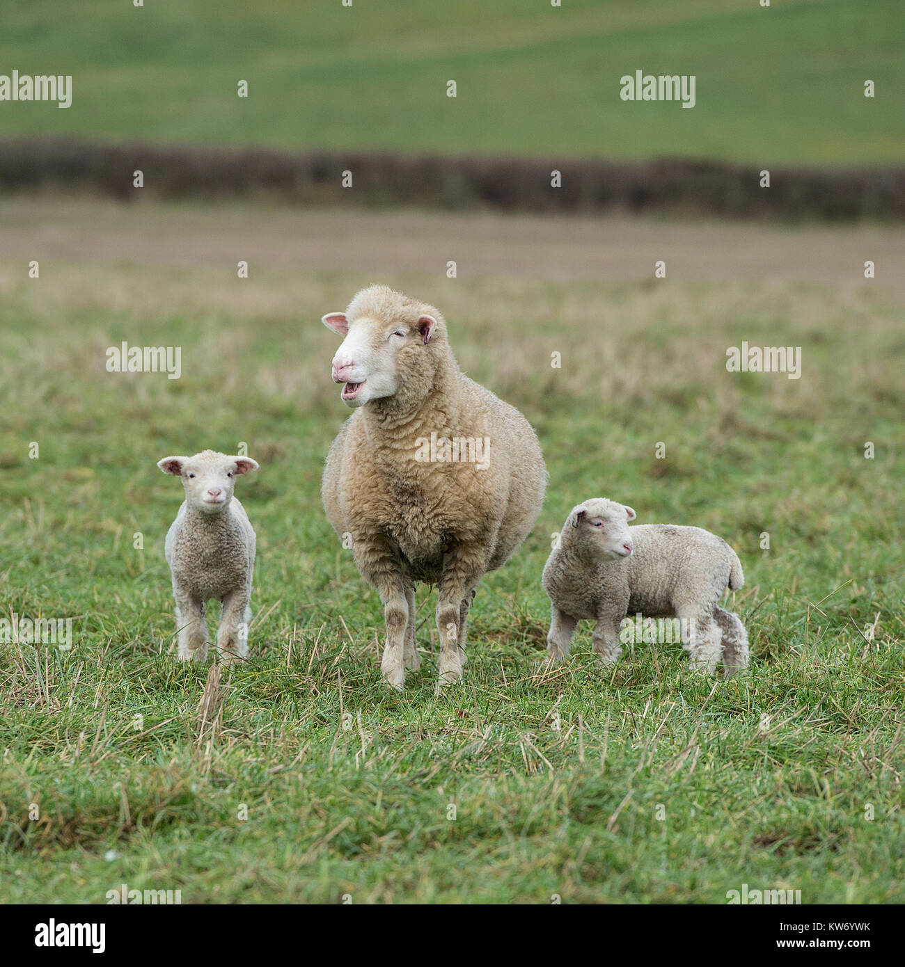 sheep with twin lambs Stock Photo - Alamy