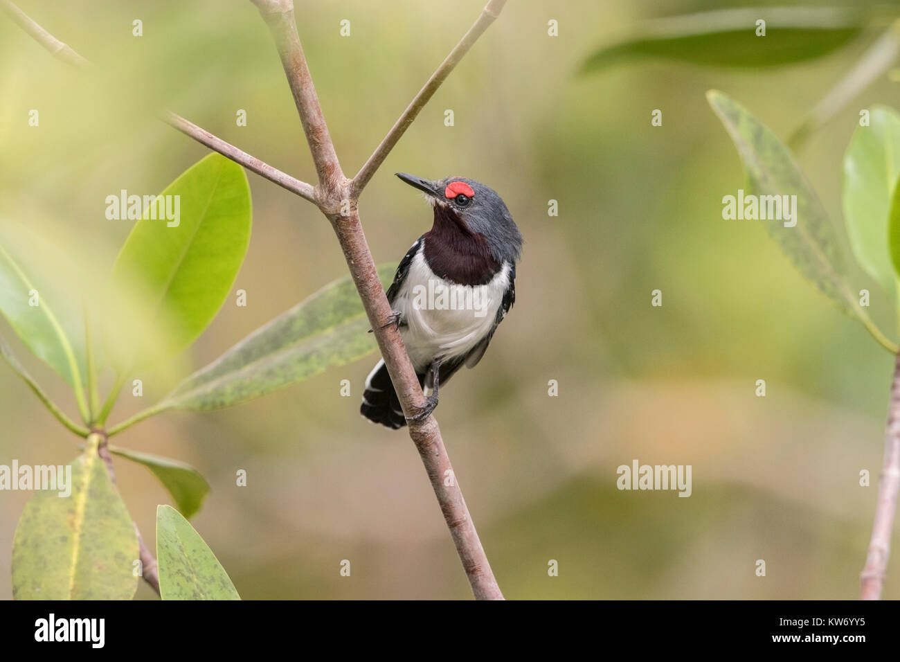 Common Wattle Eye High Resolution Stock Photography and Images - Alamy