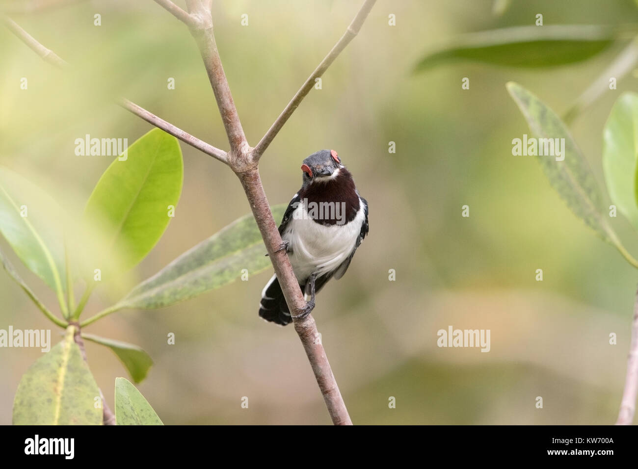 common wattle-eye or brown-throated wattle-eye Platysteira cyanea adult ...