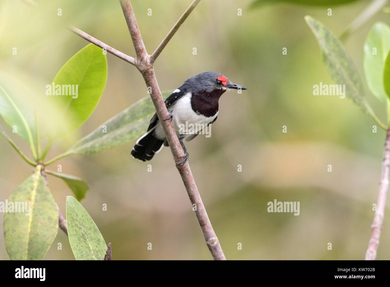 common wattle-eye or brown-throated wattle-eye Platysteira cyanea adult ...