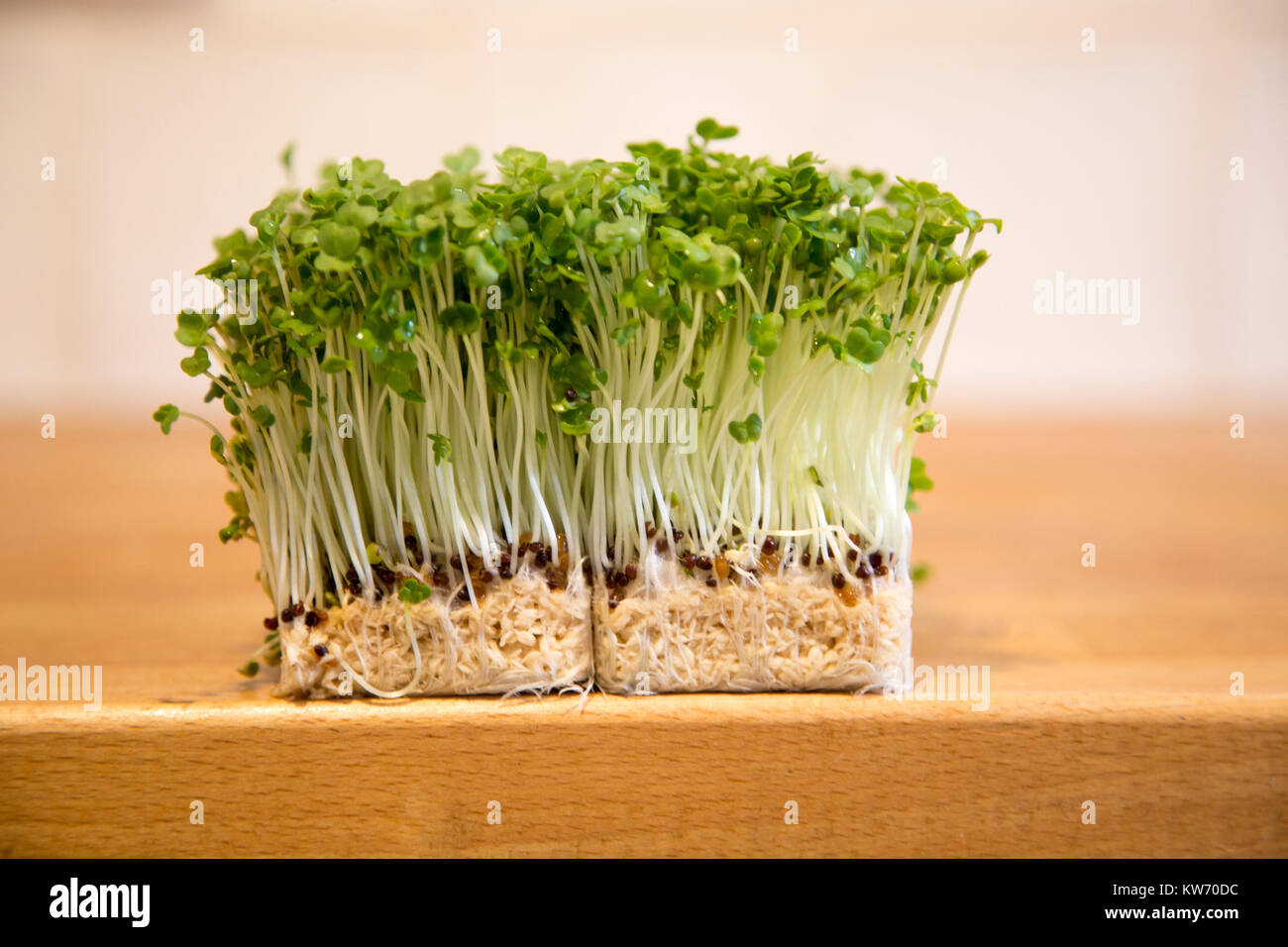 Mustard Cress Stock Photos & Mustard Cress Stock Images - Alamy