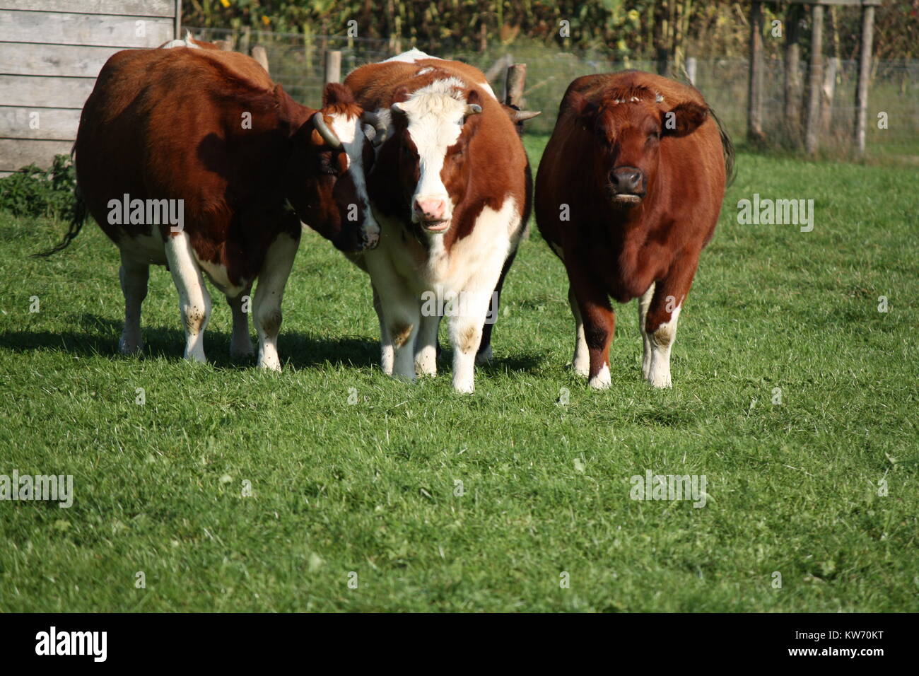 Three Dutch red white cows in the grass Stock Photo - Alamy